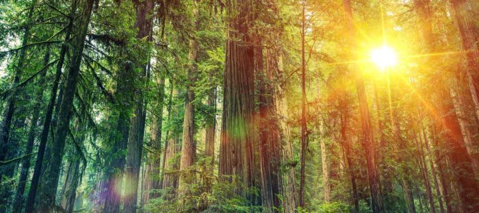 Avelo Airlines new flights between Los Angeles and Arcata-Eureka